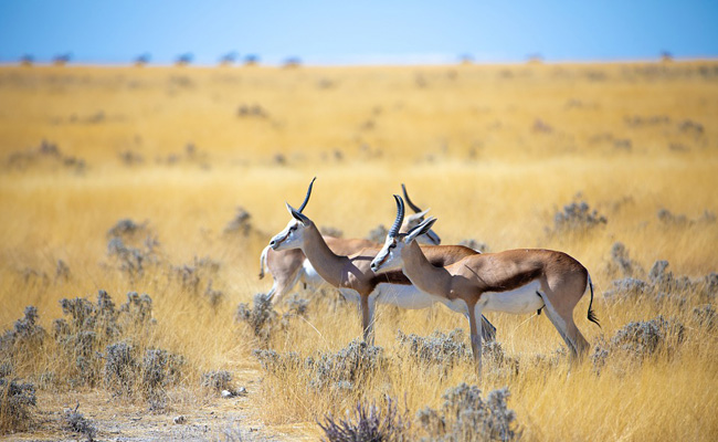 Die tale van die springbok - LitNet