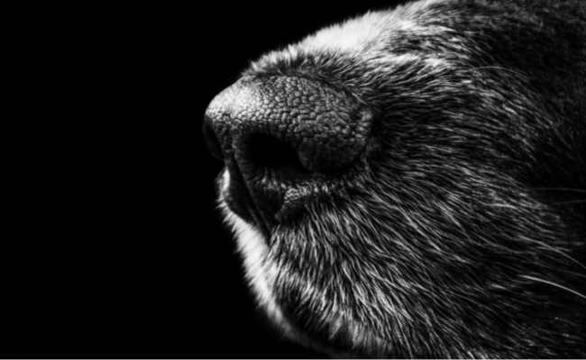 die swart hond - LitNet