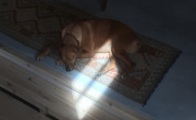 Die hond - LitNet