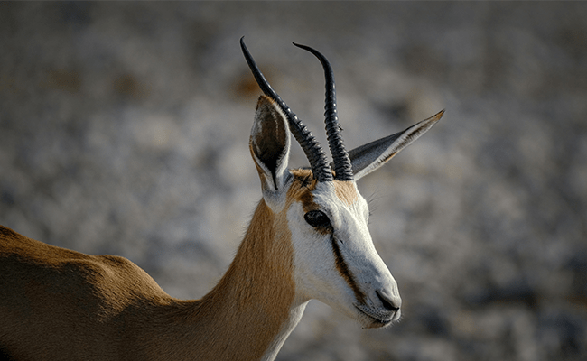Spring bokkies, spring! - LitNet