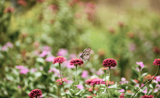 Blomme - LitNet
