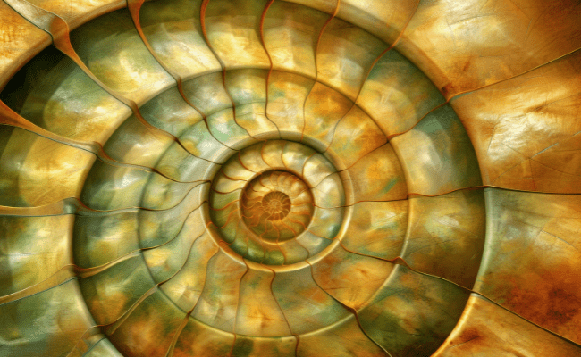 Fibonacci - LitNet